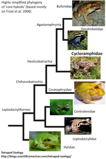 Frogs you may not have heard of: Brazil’s Cycloramphus 'button frogs ...