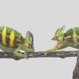 The Secret to Chameleons' Ability to Change Color - Scientific American