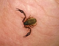 Stories by Bec Crew - Scientific American