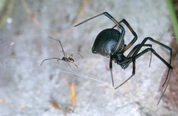 A snake that has been caught by an Eastern Redback Spider : r/natureismetal