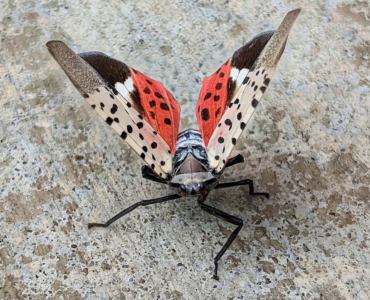 Spotted lanternflies’ love of cities may be the secret to their ...
