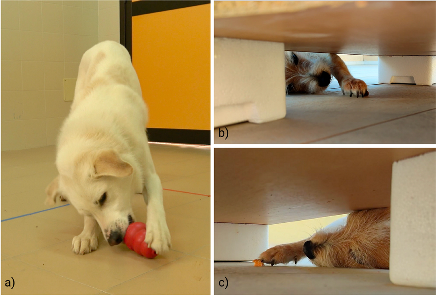 How to tell if your dog is left-pawed or right-pawed, according to ...