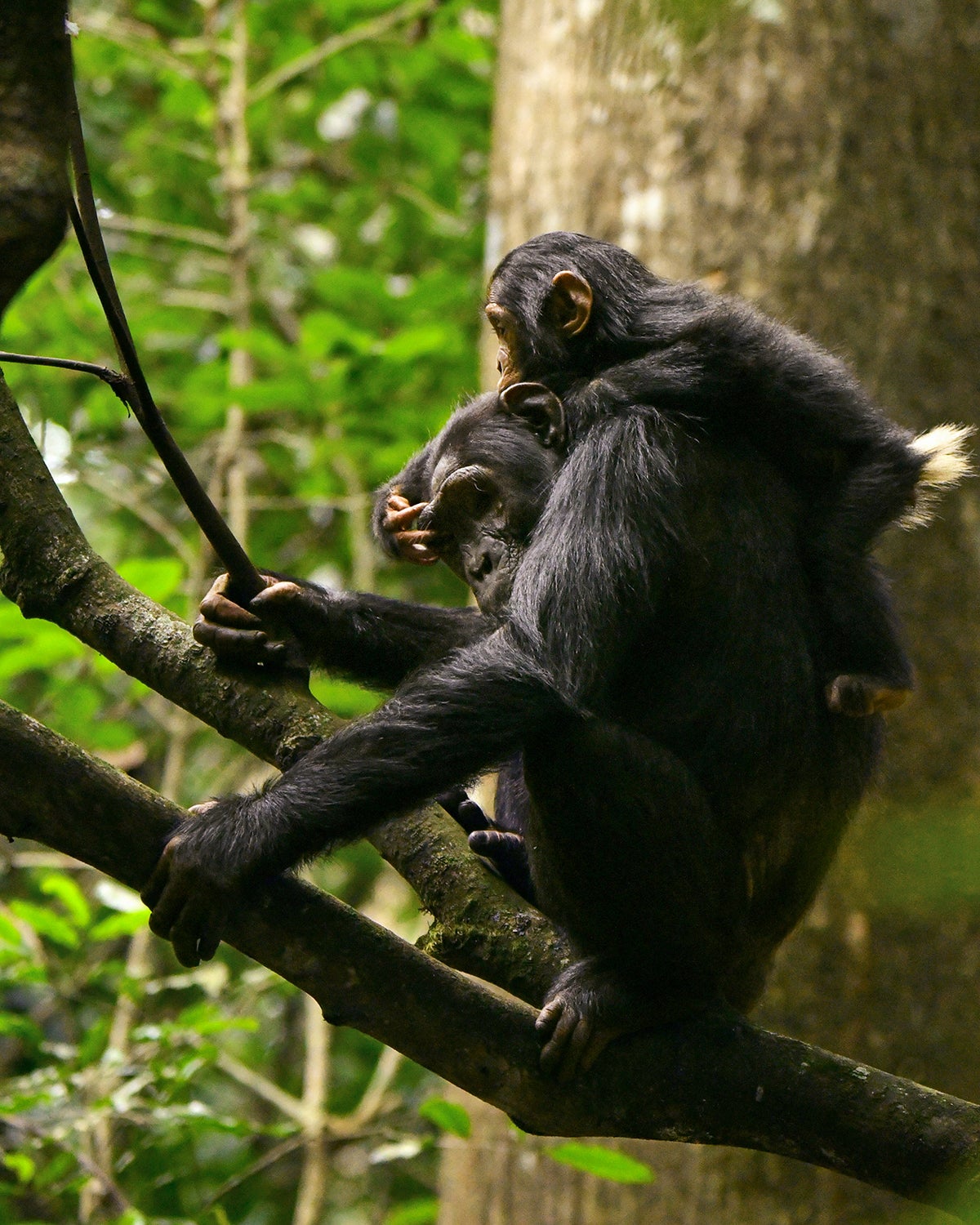 Surprising Chimpanzee Signal Reveals Secrets of Ape Communication ...