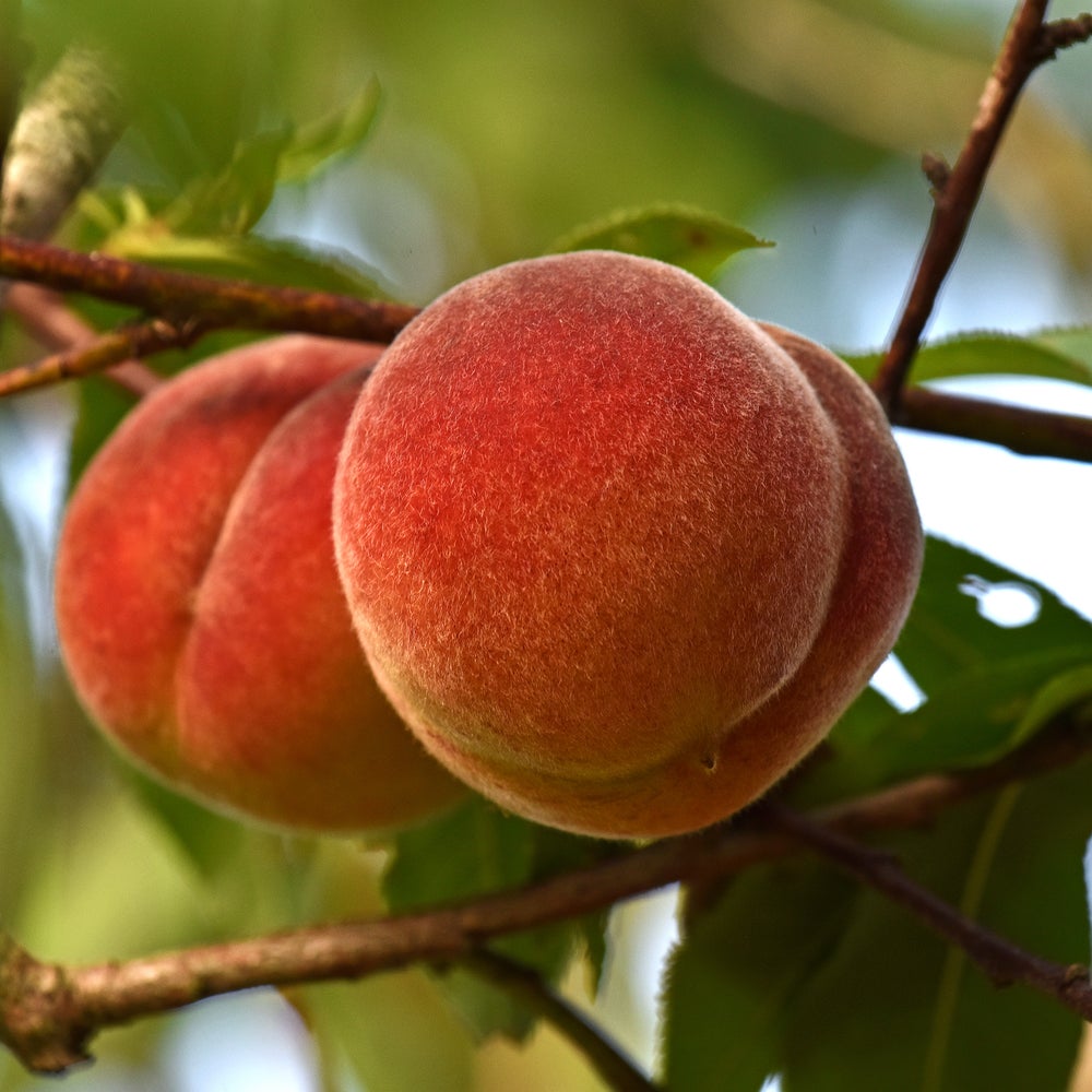 peaches a