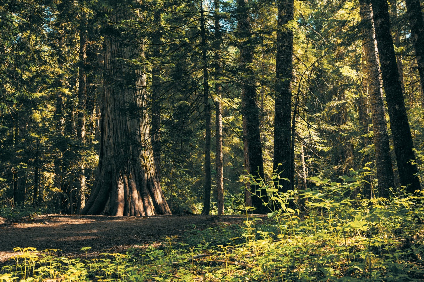 The Struggle to Save an Untouched American Old-Growth Forest ...
