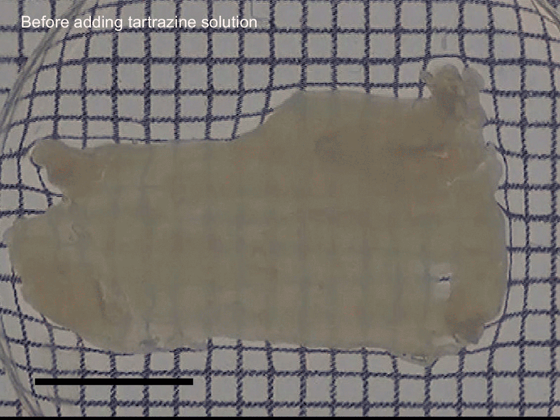 Scientists Make Living Mice’s Skin Transparent with Simple Food Dye ...