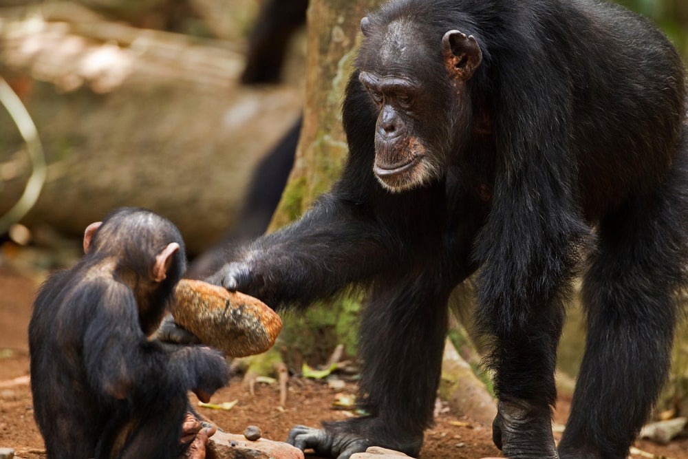 Chimps Share Knowledge like Humans Do, Spurring Innovation | Scientific ...