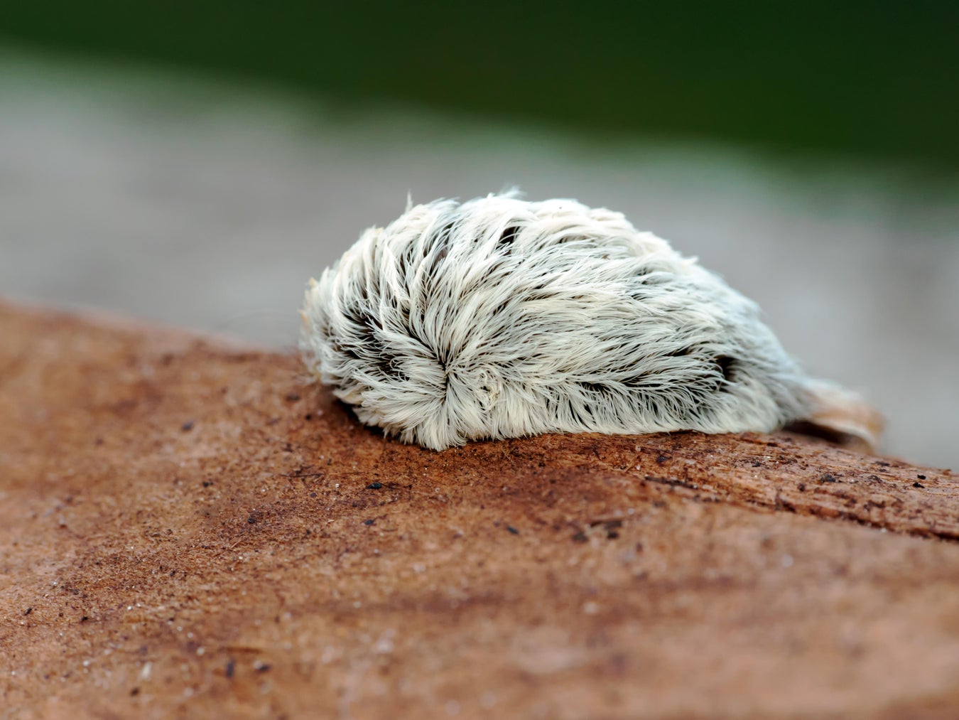 What You Need to Know about Venomous Caterpillars | Scientific American