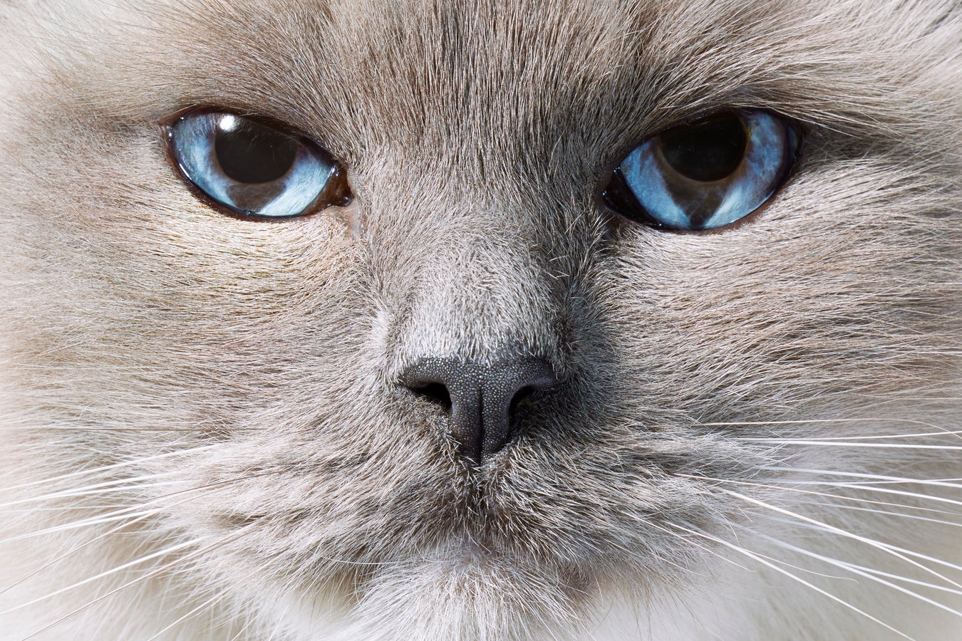 Stunning Cat Photos Reveal Feline Science | Scientific American