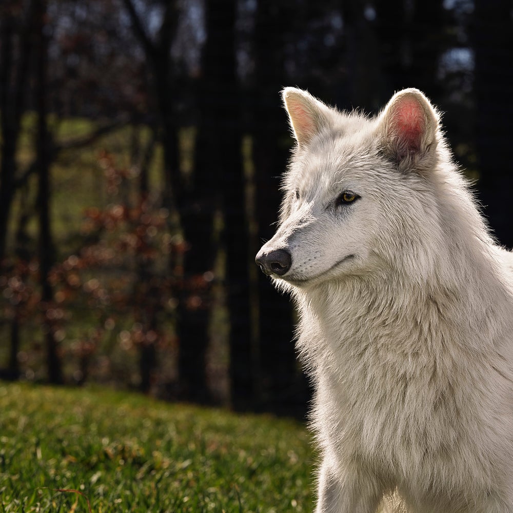 alpha dire wolf size
