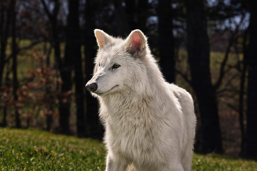The Dire Wolf Isn’t Back—But Here’s What ‘De-Extinction’ Tech Can ...