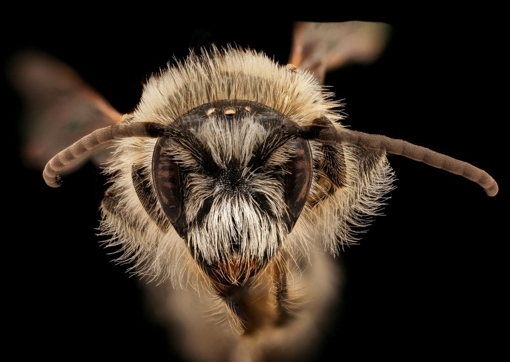 There are 4,000 species of native bees in the U.S. | Scientific American