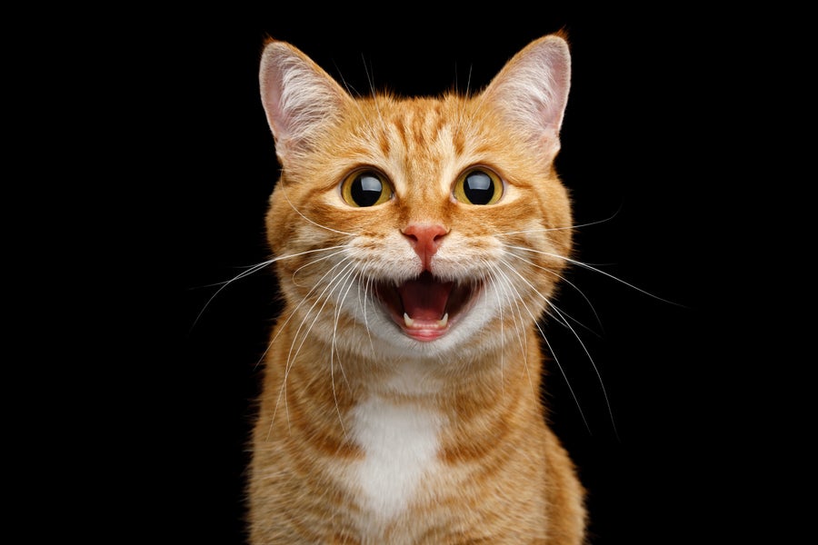 A New Quantum Cheshire Cat Thought Experiment Is Out of the Box ...