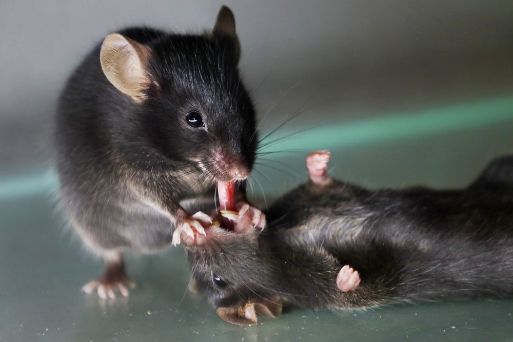 Mouse-to-Mouse Resuscitation: Rodents Try to Revive Unconscious Buddies ...