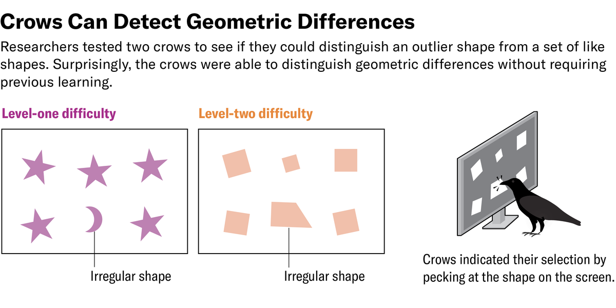 Crows Are Surprisingly Good at Geometry | Scientific American