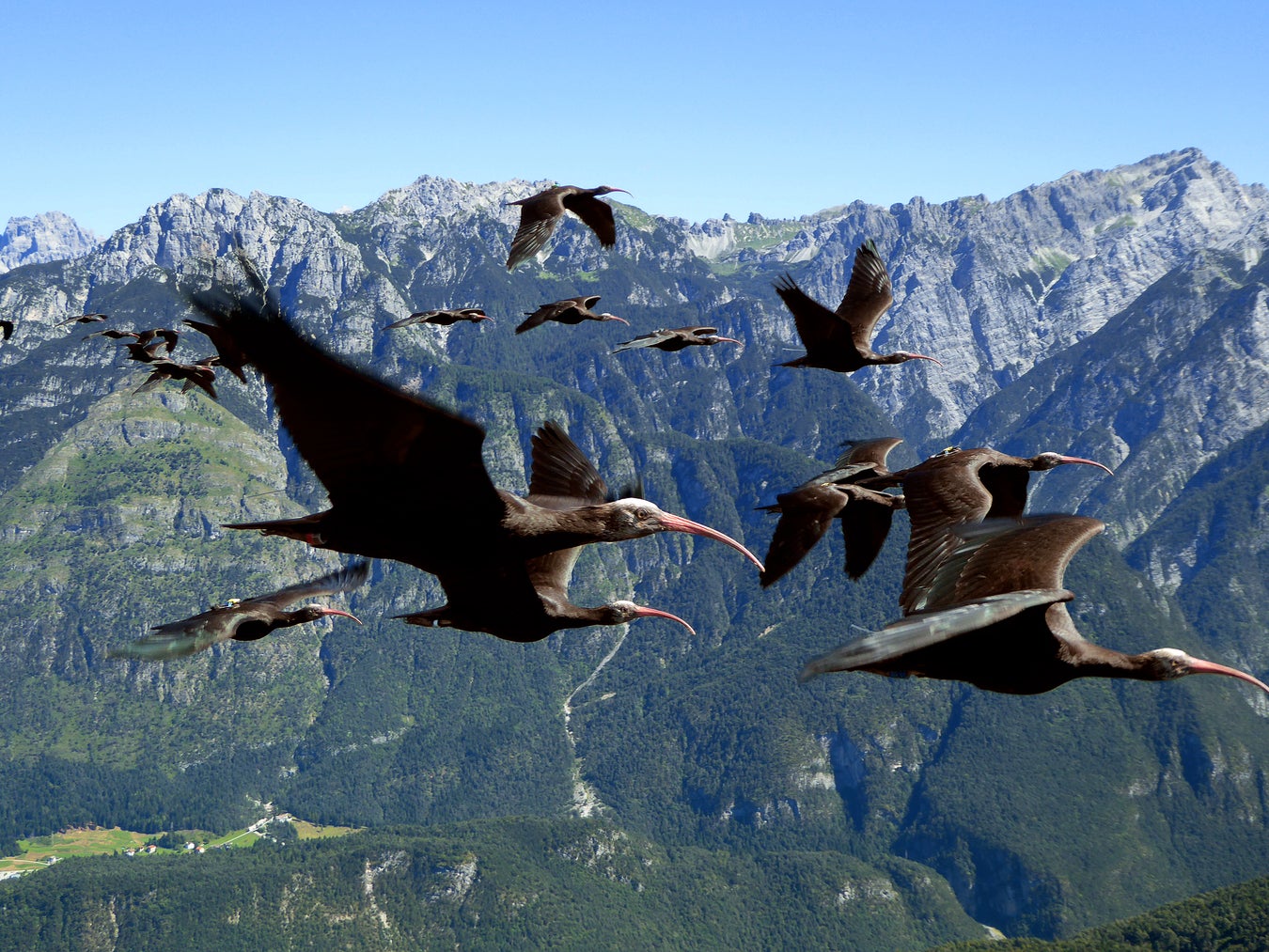 Flying Conservationists Teach Endangered Birds to Migrate | Scientific ...