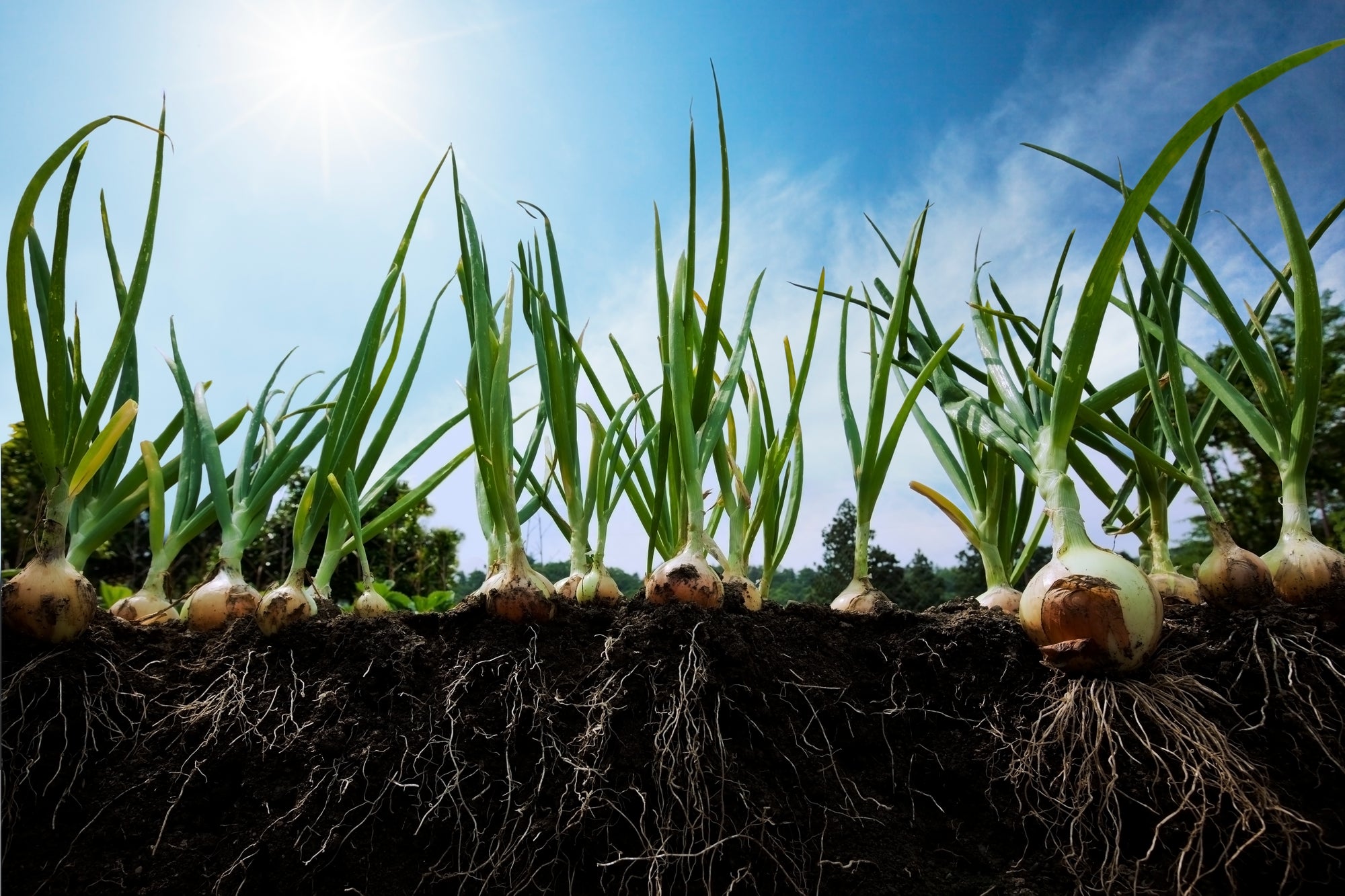 Microplastics Make It into Your Food through Plant Leaves | Scientific ...