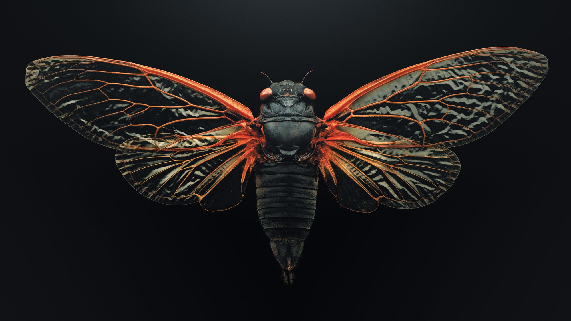 How Do Periodical Cicadas Know When to Emerge? | Scientific American