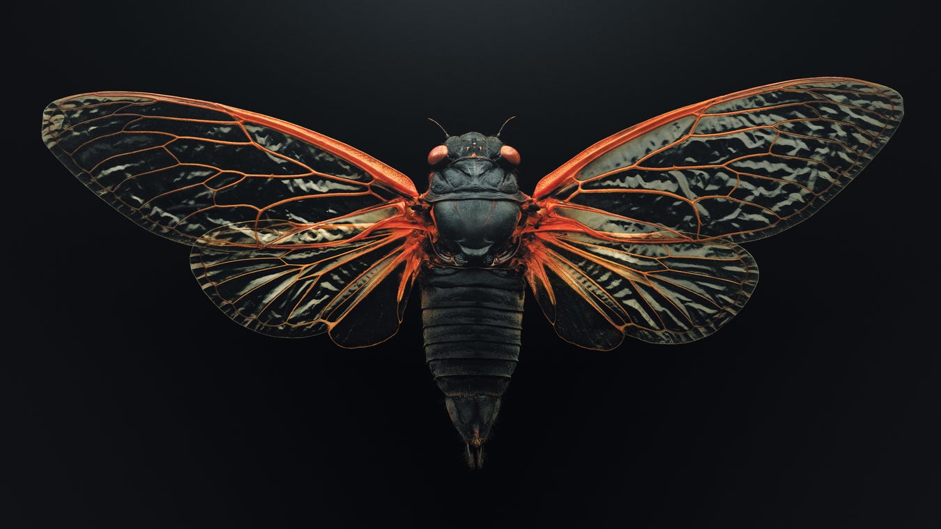How Do Periodical Cicadas Know When to Emerge? | Scientific American