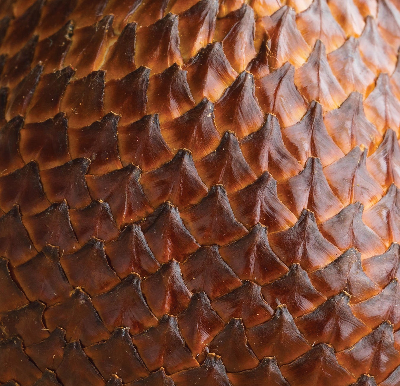 Why does life keep evolving these geometric patterns? | Scientific American