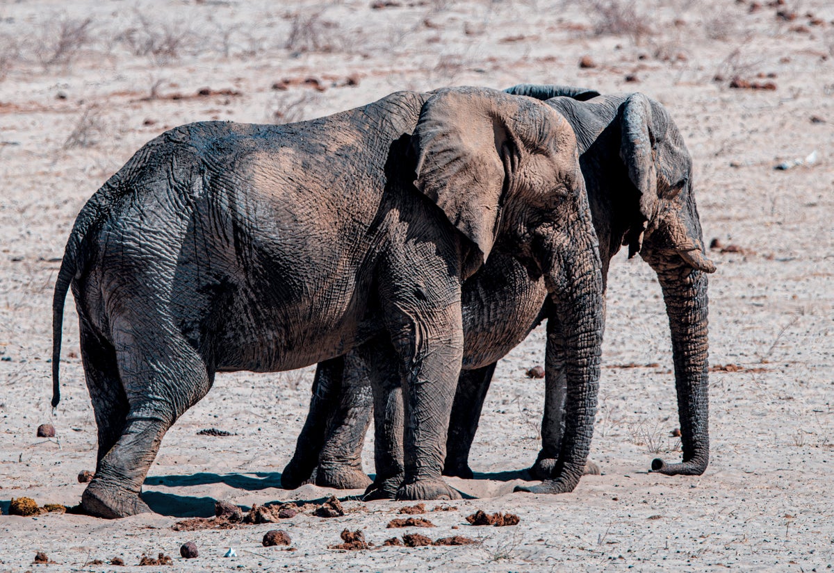 Male African Elephants Were Once Thought to Be Solitary—New Research ...