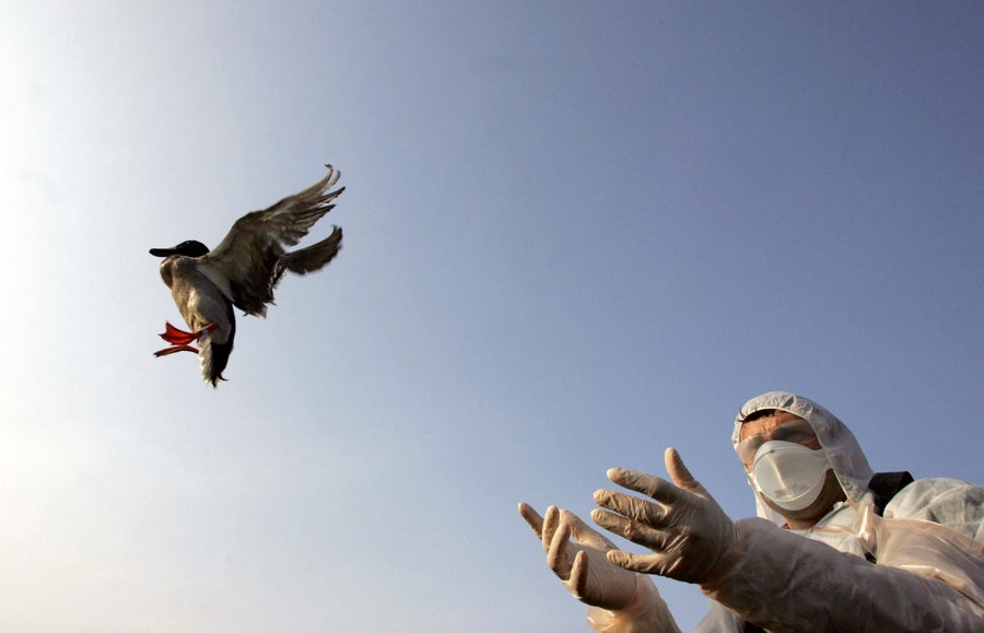Bird Flu Is out of the News but Still Circulating | Scientific American