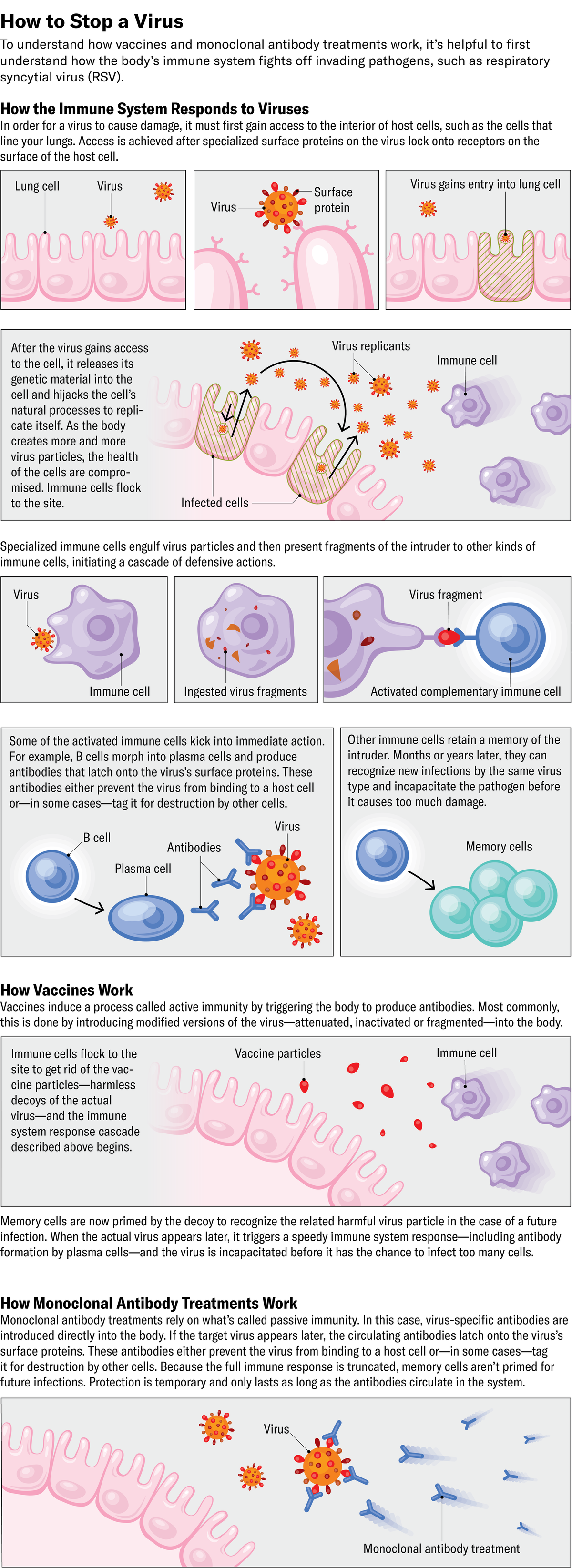 A Long Road to an RSV Antibody to Protect the Most Vulnerable ...