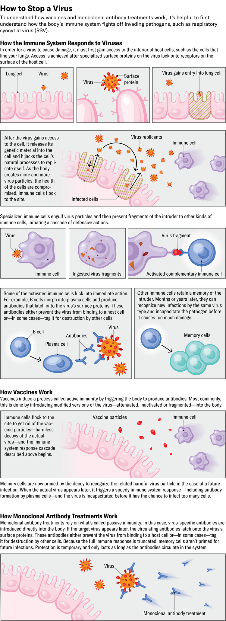 A Long Road to an RSV Antibody to Protect the Most Vulnerable ...
