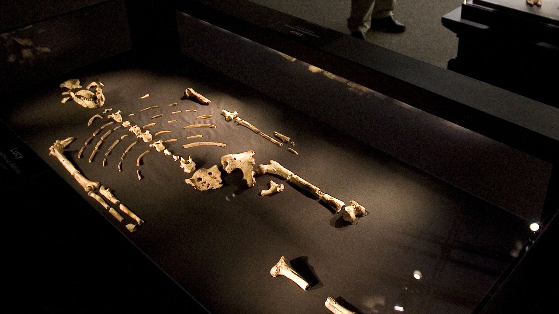 australopithecus lucy museum