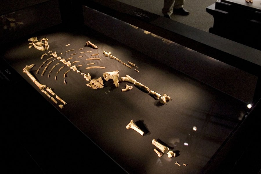 The Lucy Fossil’s Extraordinary Journey to Becoming an Icon of Human ...