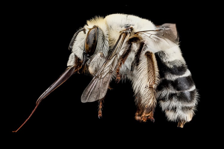 There are 4,000 species of native bees in the U.S. | Scientific American