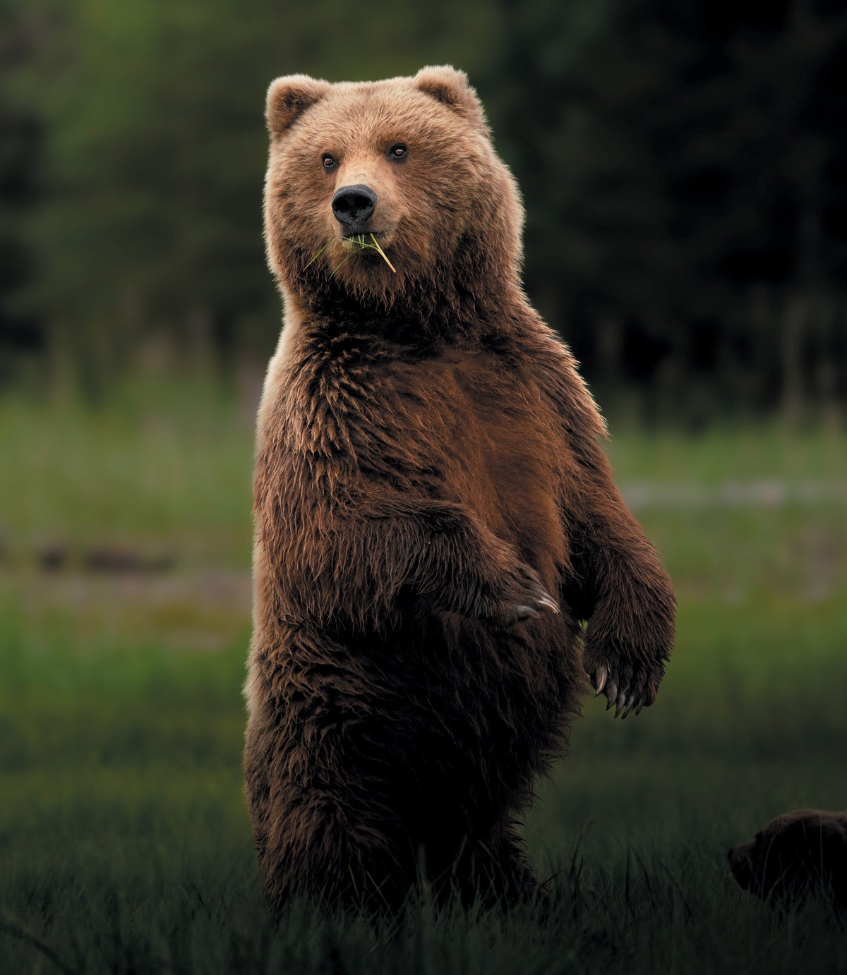 Grizzly Bears Will Finally Return to Washington State. Humans Aren’t Sure How to Greet Them ...