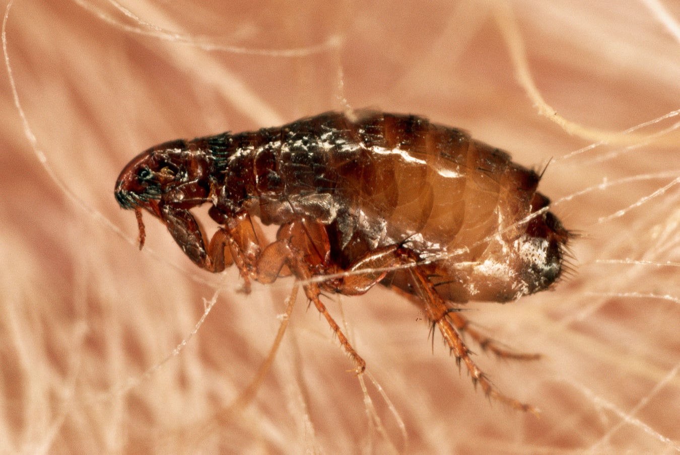 Plague Still Exists. Here's Where and How It Spreads in the U.S ...