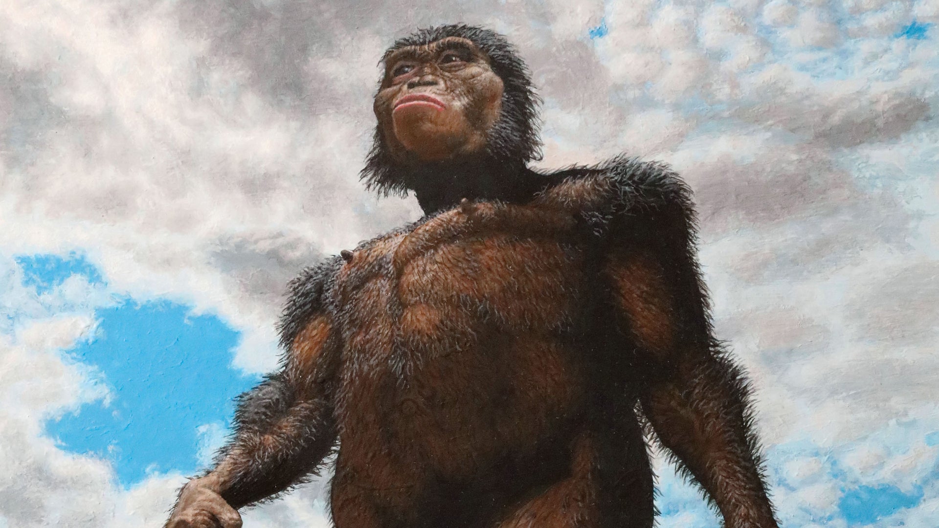 Australopithecus Africanus Reconstruction