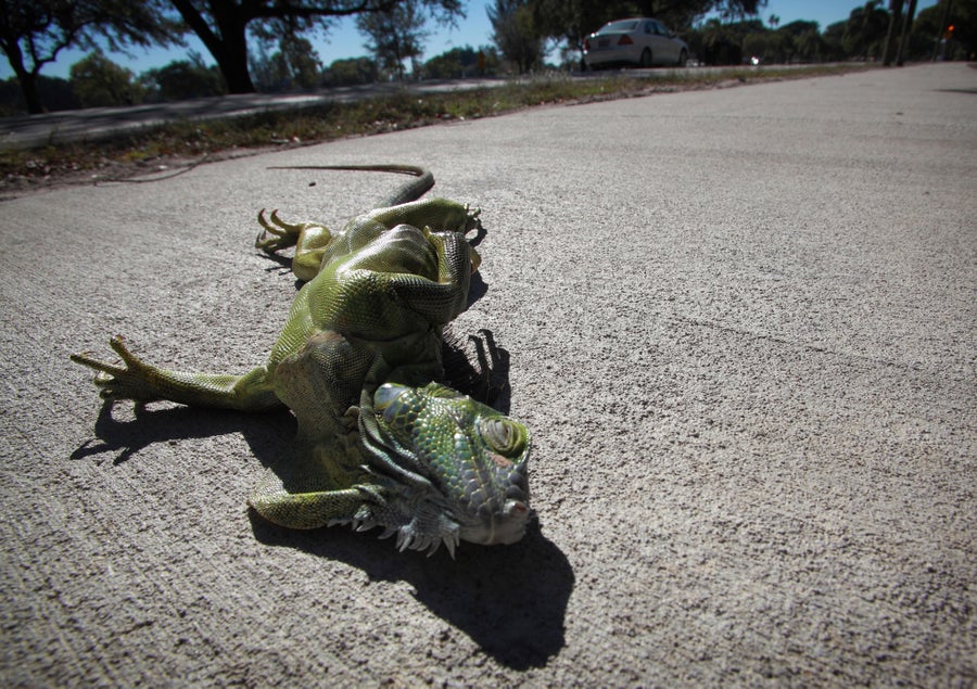 It’s so cold in Florida that iguanas might rain from the skies ...