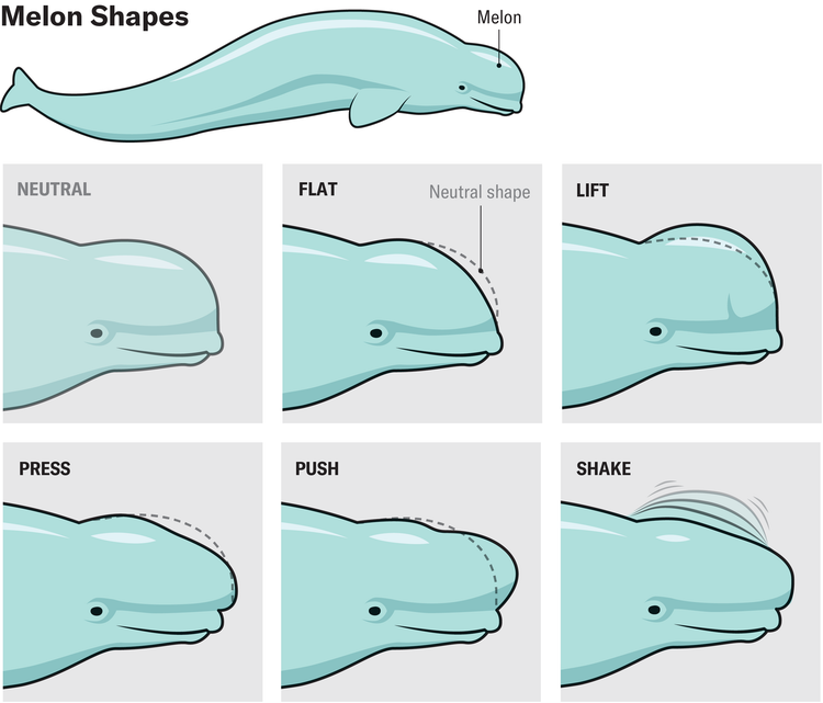 Belugas Flirt and Fight by Morphing Their Squishy Forehead | Scientific American