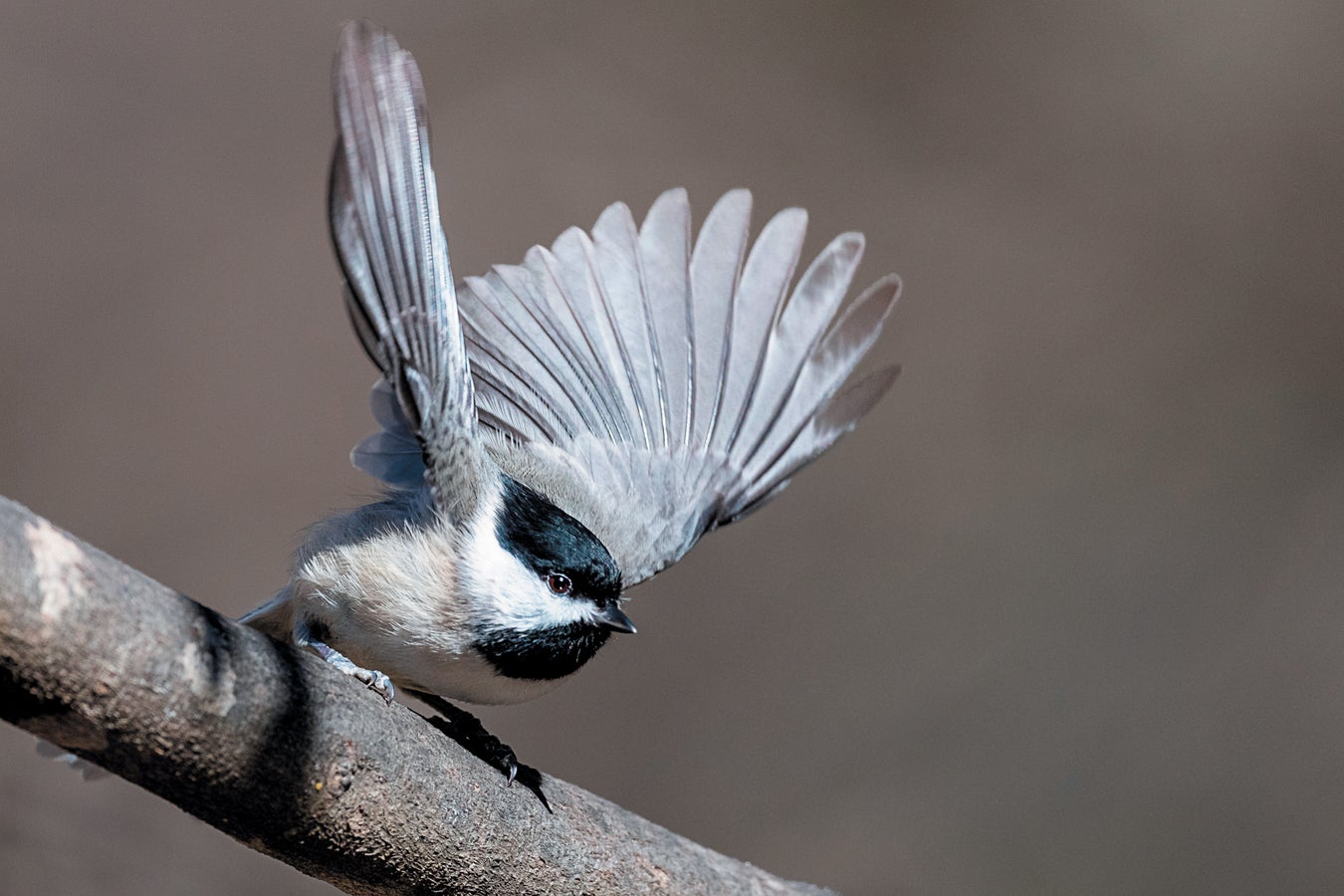 Hybrid Chickadees Reveal How Species Boundaries Can Shift and Blur ...