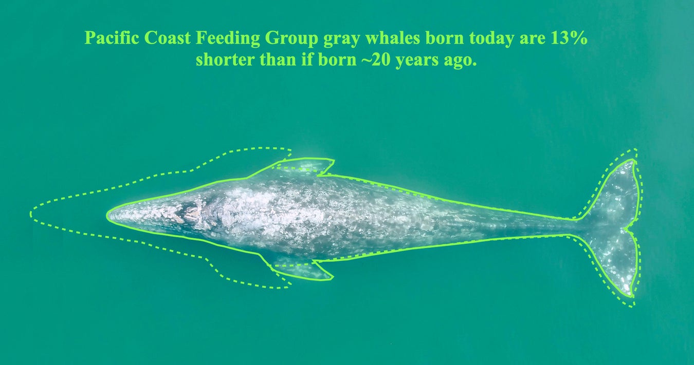 These Gray Whales Are Shrinking, and Scientists Aren’t Sure Why ...