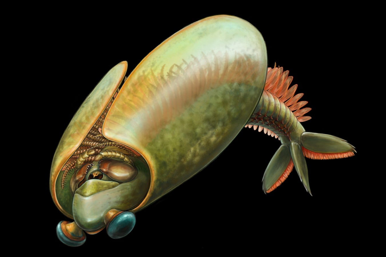 500-Million-Year-Old ‘Alien Fish Taco’ Was among First Creatures with ...
