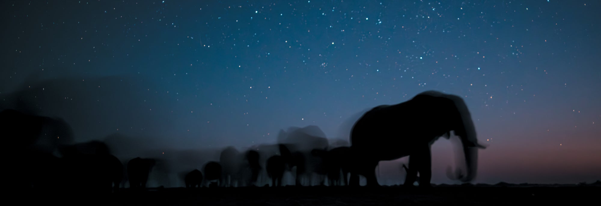 Male African Elephants Were Once Thought to Be Solitary—New Research ...