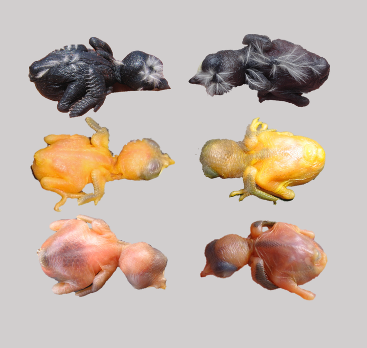 Cuckoos’ Evolutionary Arms Race Creates New Species | Scientific American