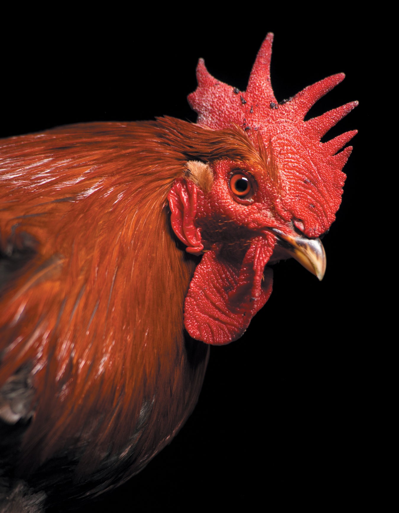 How the Strange Relationship between Chickens and Humans Shaped Our ...