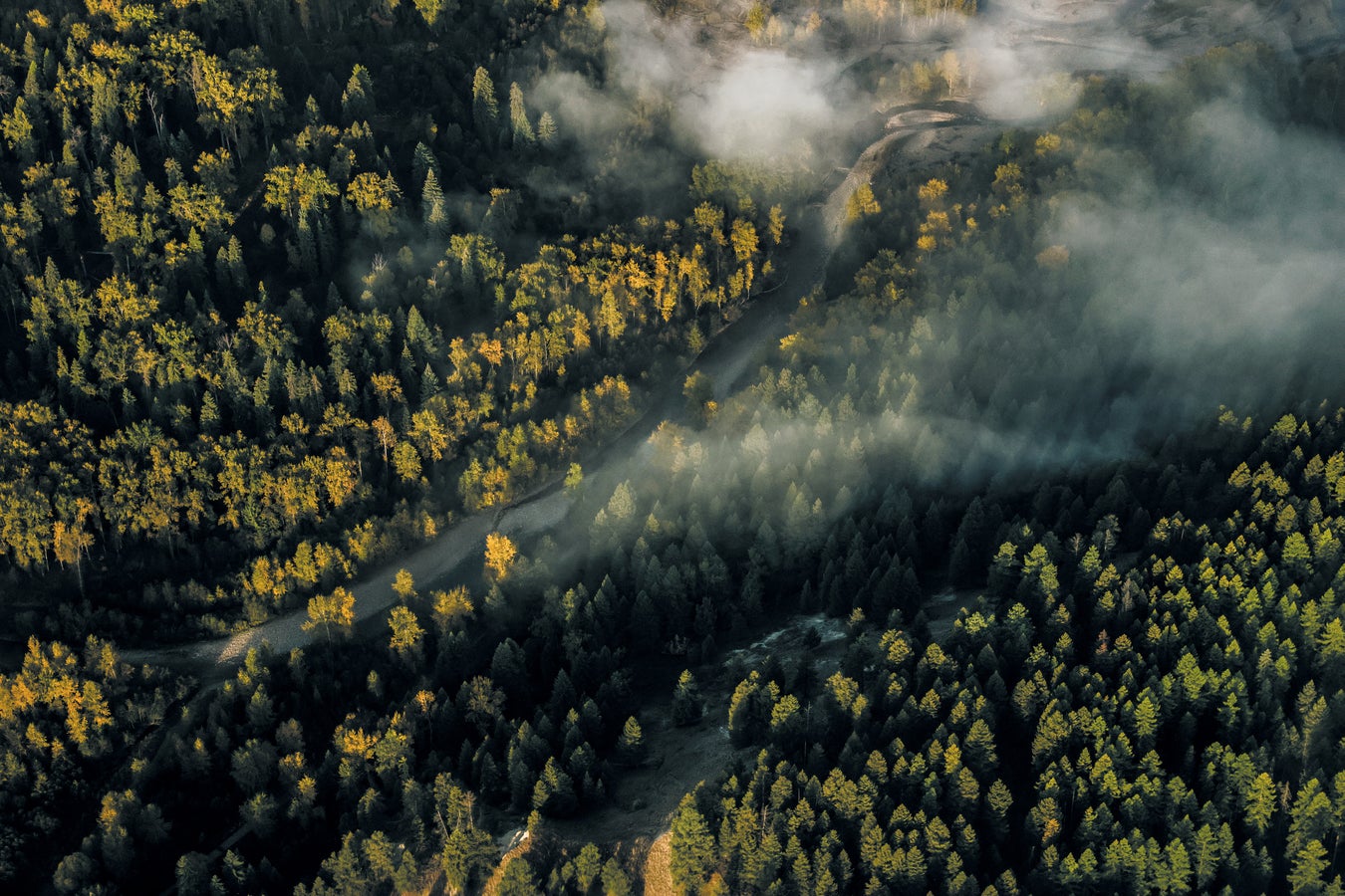 The Struggle to Save an Untouched American Old-Growth Forest ...