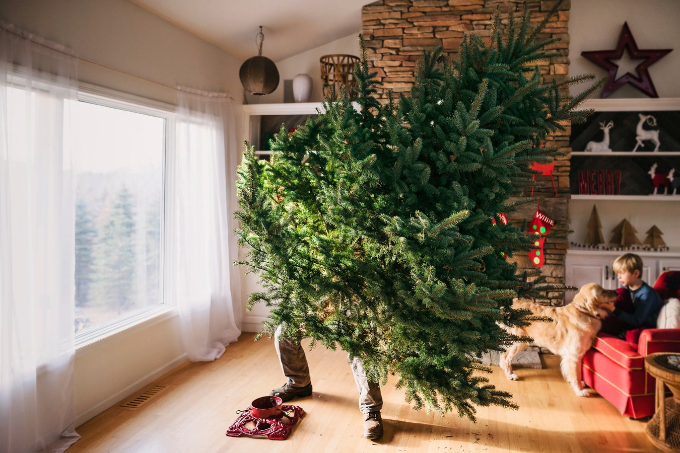 How to Make Your Christmas Tree Last | Scientific American