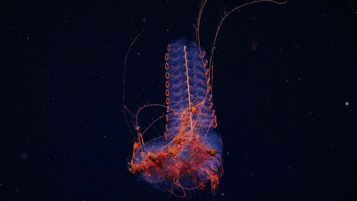 Strange Deep-Sea Animals Discovered in Underwater Argentine Canyon ...