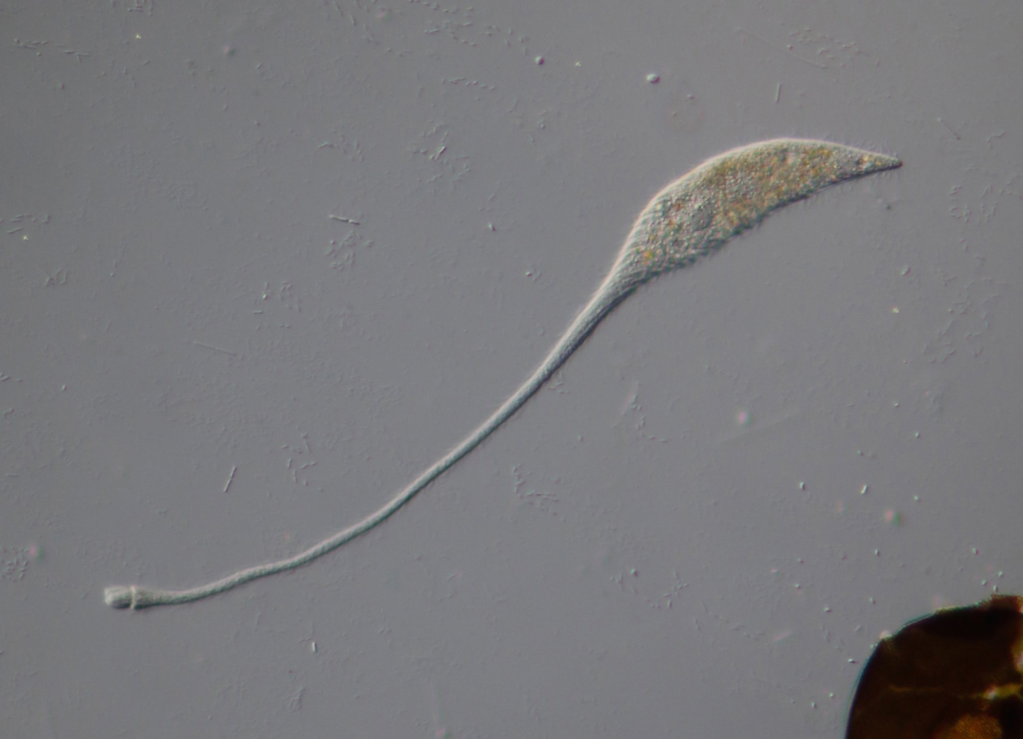 Bizarre ‘Loch Ness Monster’ Microbe Hunts with a Hyperextensible ...
