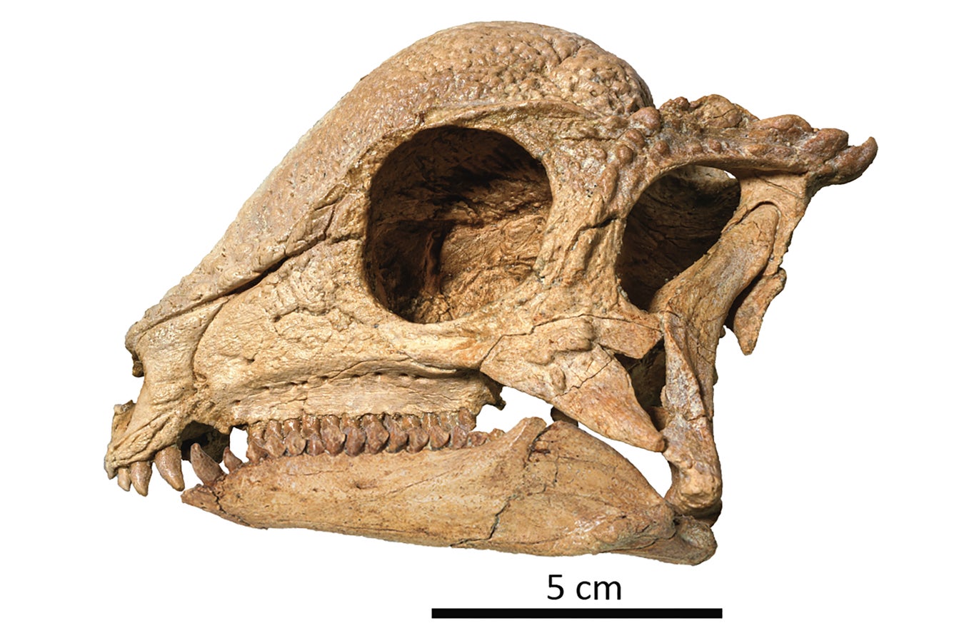 Oldest Known Pachycephalosaur Fossil Discovered in Mongolia ...