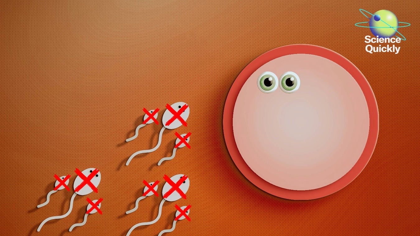 A Male Birth Control Pill Moves to the Next Clinical Trial Stage ...