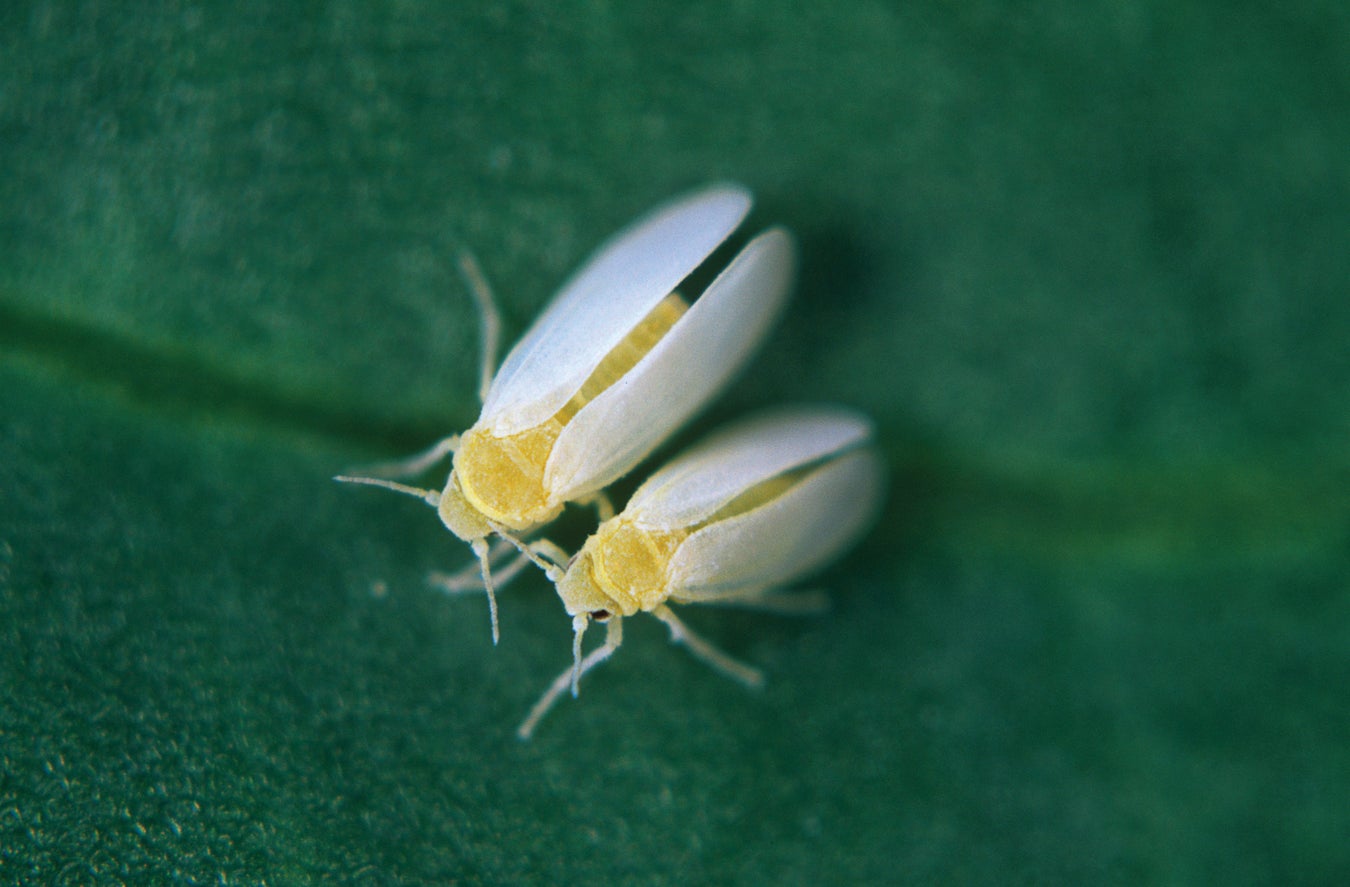 Stolen Bacterial Genes Helped Whiteflies to Become the Ultimate Pests ...