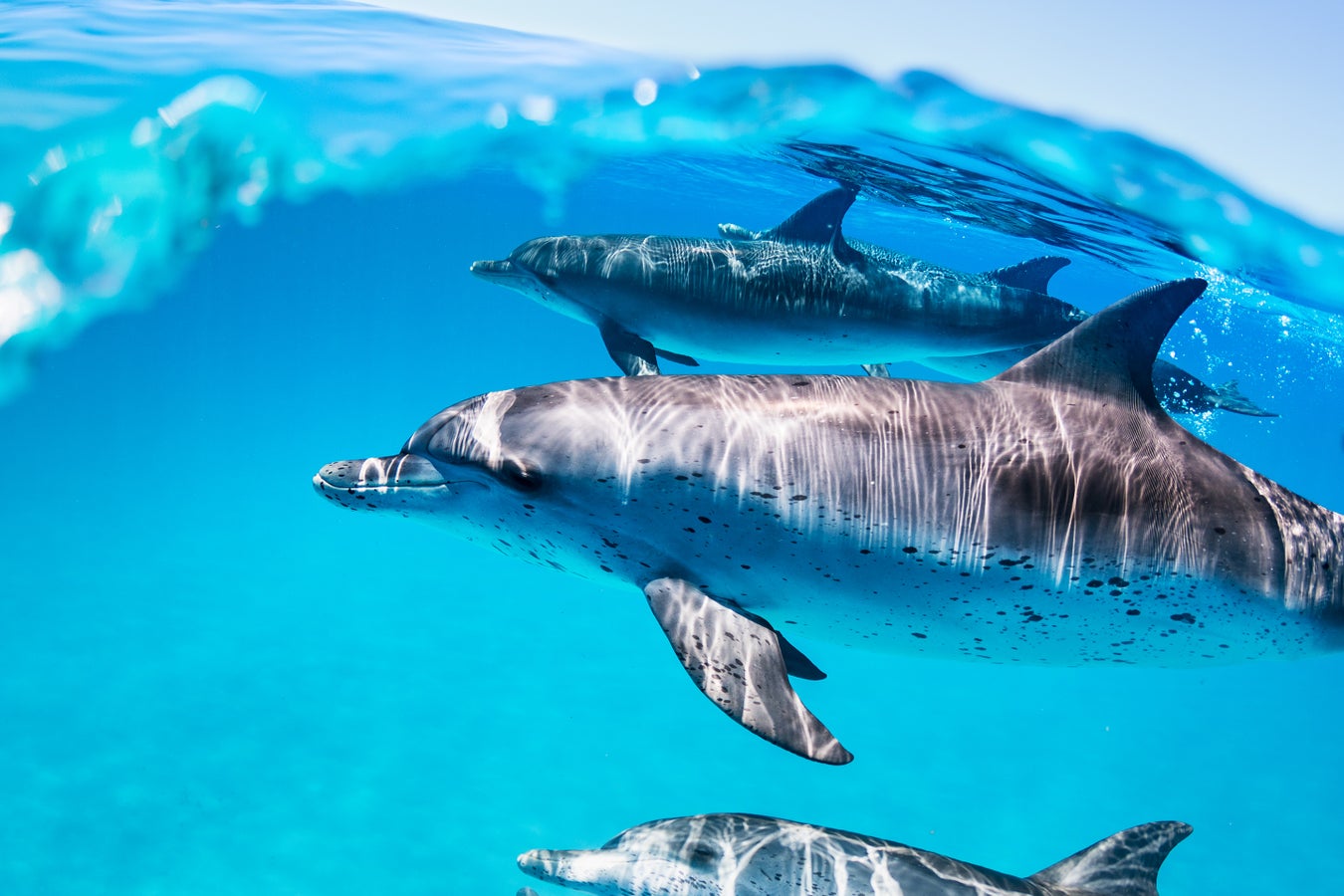 Can AI Let Us Chat with Dolphins? | Scientific American